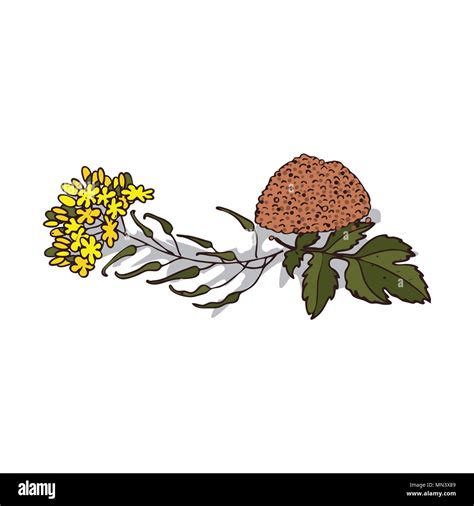 Isolated Clipart Of Plant Mustard On White Background Stock Vector