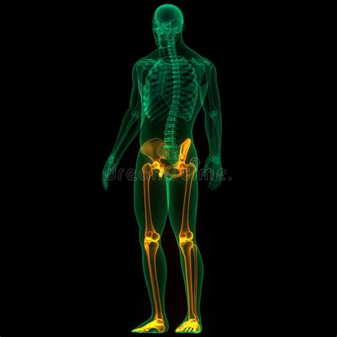 Anatomía De Las Articulaciones óseas Del Sistema De Esqueleto Humano Stock de ilustración