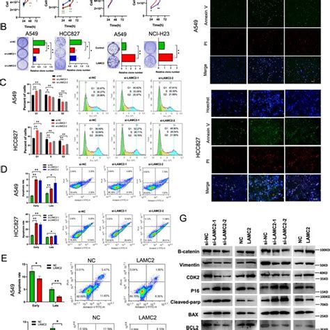 Lamc2 Silencing Inhibits Lung Cancer Cell Proliferation And Cell Cycle