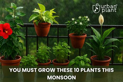 Expert Recommended 7 Must Have Monsoon Plants For Gardening In India