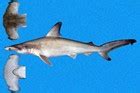 Sphyrnidae