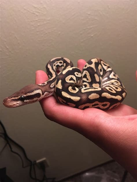 Pickle Is Looking Extra Handsome After His Second Shed With Me R Ballpython