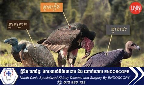 សត្វត្មាតចំនួន ១៣១ក្បាលត្រូវបានកត់ត្រានៅក្នុងតំបន់អភិរក្សចំនួន៣ របស់កម្ពុជា Alynana Media Cambodia