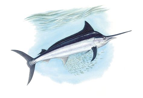 旗魚 OceanTag 學習網