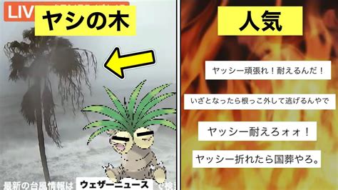 伝説のヤシの木『ヤッシー』について解説 Youtube