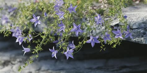 Bellflower Your Flowers Guide