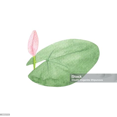 습지 식물의 수채화 그림입니다 꽃이 만발한 백합의 그림 디자인 요소 갈대속 벼과에 대한 스톡 벡터 아트 및 기타 이미지 갈대