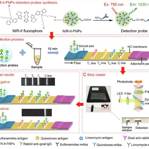 Optical Characterization Of Nir Ii Fnps A Tem Image B Sem Image Download Scientific