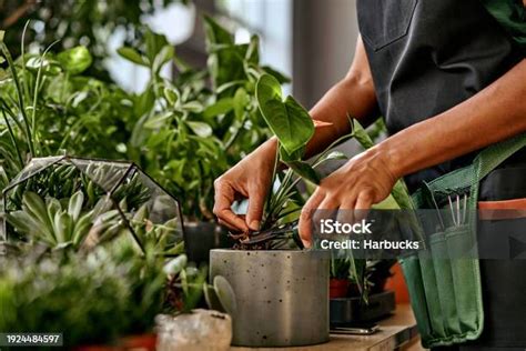 사랑으로 일하십시오 앞치마를 입은 흑인 여성이 현대 꽃 부티크에서 화분에 마른 잎을 자르고 있습니다 실내용 화초에 대한 스톡 사진 및 기타 이미지 Istock