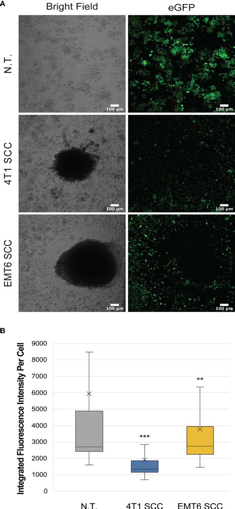 Macrophage Reporter Responses In Three Dimensional Tumor Models A