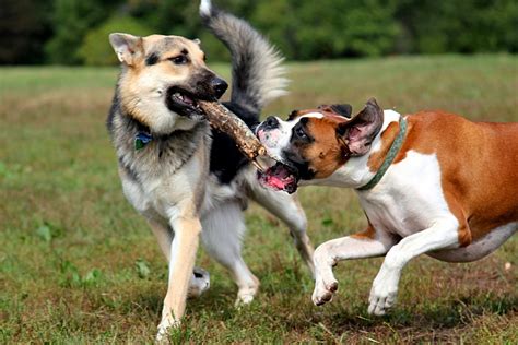 Imagen De Mascotas Jugando FOTO GRATIS
