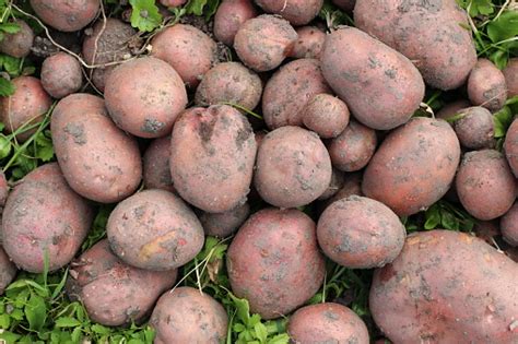 녹색 잔디 배경에 들판에서 수확하는 토양과 함께 신선한 유기농 분홍색 감자의 클로즈업 보기 에코 농업 개념 0명에 대한 스톡 사진 및 기타 이미지 Istock