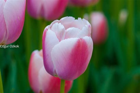 Tulip Garden Sweethearts Özgür Özkök