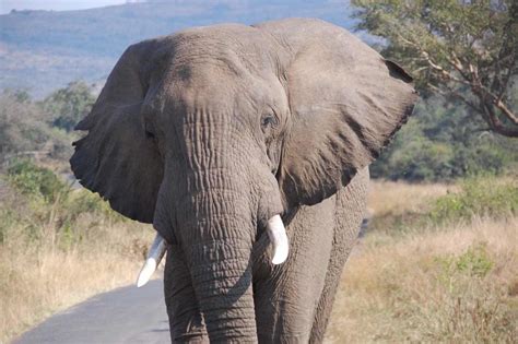 Why Do Elephants Have Such BIG Ears The Elephant Guide