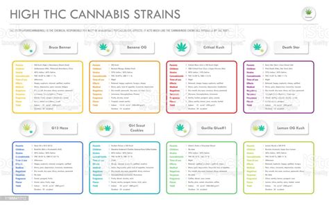 높은 Thc 대마초 는 수평 비즈니스 인포 그래픽을 균주 대마속에 대한 스톡 벡터 아트 및 기타 이미지 대마속 대마초 칸