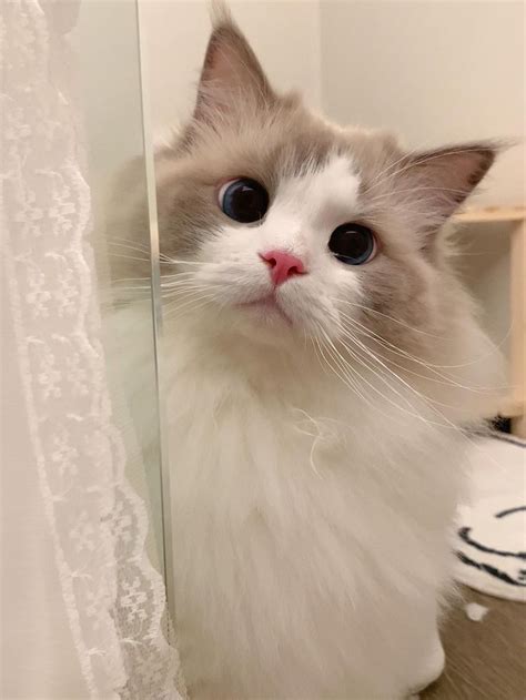 Explore The World Of Ragdoll Cat Colors And Patterns Through Photos