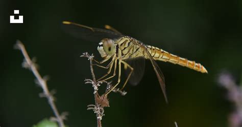 낮 동안 클로즈업 촬영에서 갈색 줄기에 노란색과 검은색 잠자리 사진 Unsplash의 무료 Wildlifephotography 이미지