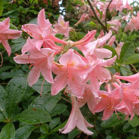 Deciduous Azalea Tower Daring Deciduous Azaleas Millais Nurseries