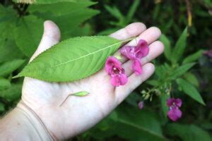 Foraging Himalayan Balsam Impatiens Glandulifera — Practical Self
