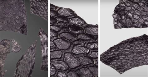 Nearly 300 Million Year Old Oldest Known Fossilized Reptile Skin Found