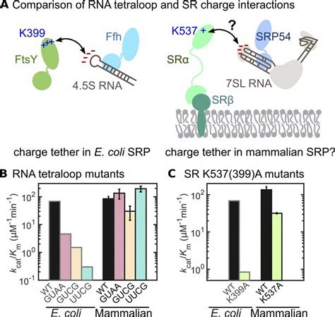 The RNA Tetraloop In Mammalian SRP Does Not Play A Role In SR Download Scientific Diagram