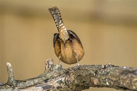 Brian King Images On A Stick Bird Butts