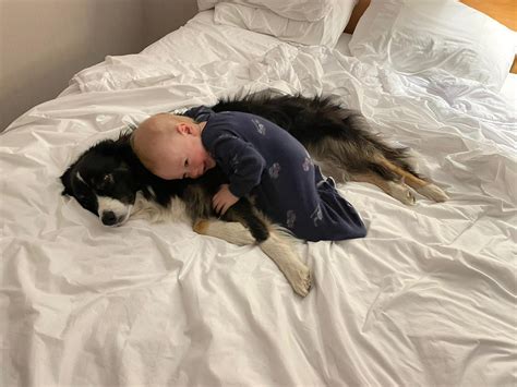 Cuddles R Bordercollie