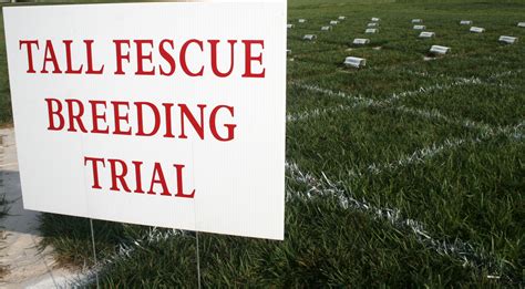 September And October Are Perfect For Seeding Tall Fescue Lawns Caes