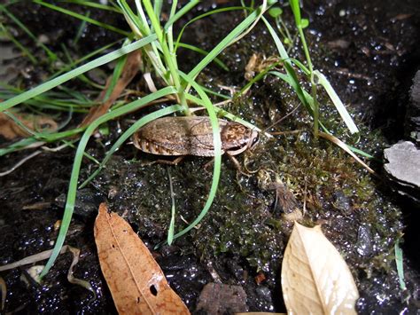 Lobster Cockroach Nauphoeta Cinerea Insectraiser