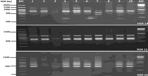 Issr Profiling Of Ten Snap Bean Genotypes Using Primers Issrs13 Issr12