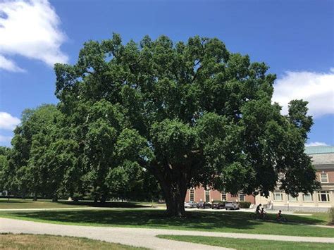 14 best types of elm trees elm tree identification guide