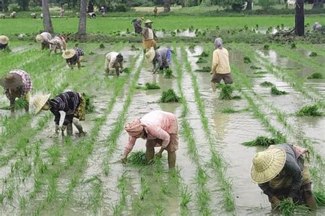 မိတ္ထီလာမြို့နယ်တွင် မိုးစပါးများ စိုက်ပျိုးနိုင်ရေး ဆည်ရေကန်ရေများ စတင