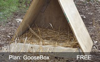 Chicken Nesting Boxes And Best DIY Plans