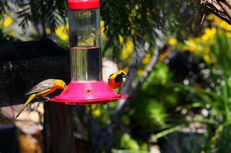 California Wildlife Series Hooded Oriole Icterus Cuculatus Stock