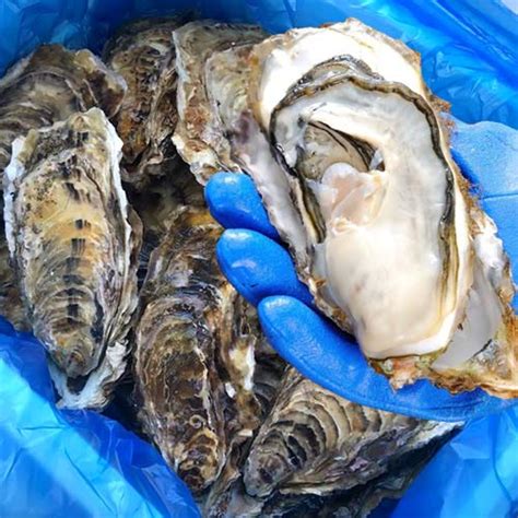 牡蠣 特大カキ L 20個 生牡蠣 殻付き 生食用 宮城県産 雄勝湾 漁師直送 生ガキ 焼きカキ Bbqバーベキューの評判・口コミ｜ベストオイシー