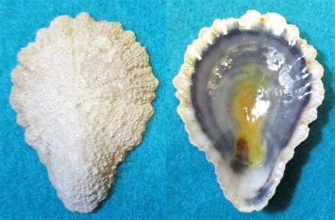 Shellauction Net Scutellastra Cochlear 3471673