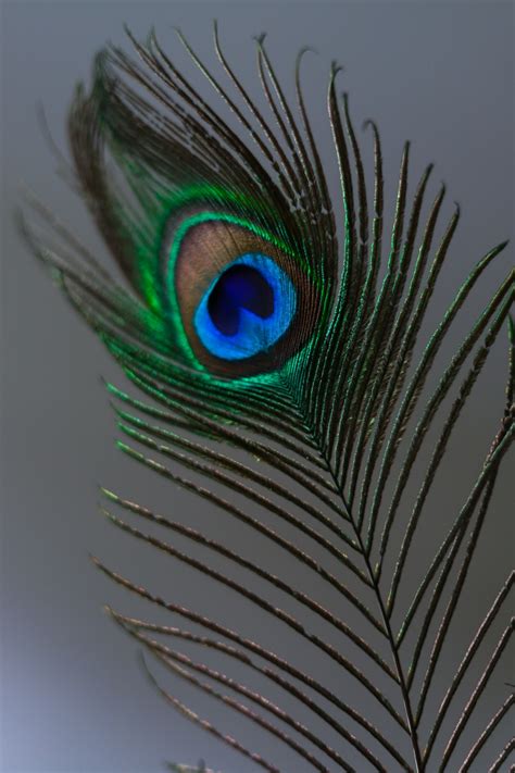 350 Peacock Feather Pictures Download Free Images On Unsplash