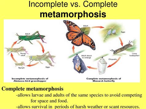 Ppt Chapter 36 Arthropods And Chapter 37 Insects Powerpoint Presentation Id 214756