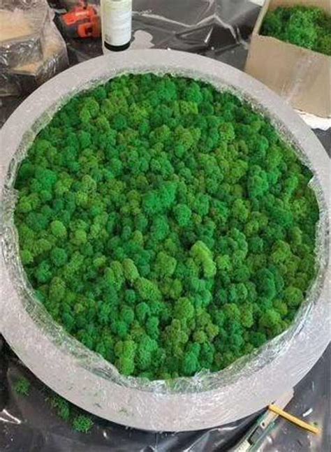 Стабилизированный мох панно Festima Ru частные объявления