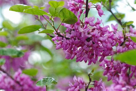 Beautiful Purple Flowering Trees In Spring With Photos Plantglossary