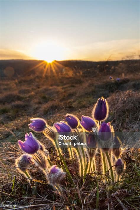 파스크 꽃 국립 공원 포디지 남부 모라비아 체코 0명에 대한 스톡 사진 및 기타 이미지 0명 Pulsatilla