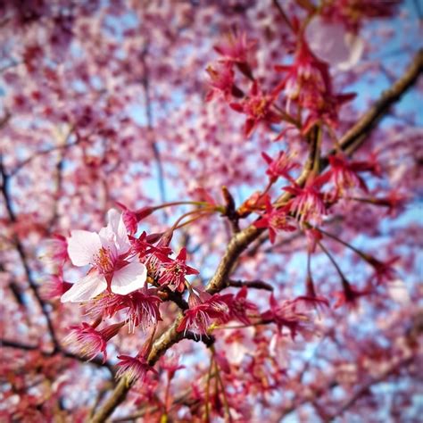 Premium Photo Close Up Of Cherry Blossom