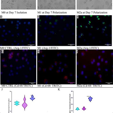 Microscopic Examination Of Bone Marrow Derived Macrophages Download Scientific Diagram