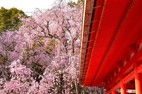 京都の桜は圧巻の美しさ・・・！京都の桜 完全ガイド 名所・見頃【2025年最新版】行くべきマップ。caedekyoto カエデ京都
