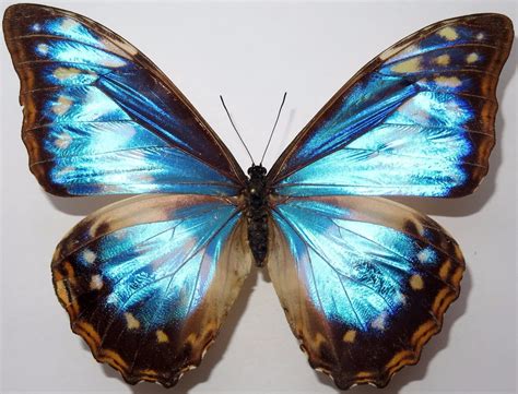 Stunning Rare Morpho Cypris Cypris Butterfly