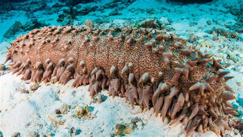 Benefits Of Sea Cucumber At Amber Toney Blog