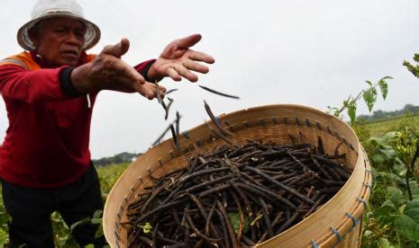 Petani Panen Kacang Hijau Di Madiun Republika Online