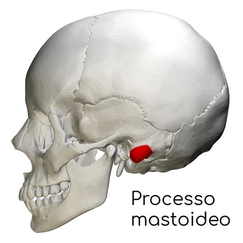 O Que é Mastoide No Ouvido Retoedu