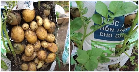 Easy And Cheap Way To Grow Potatoes In A Bag Giving A Bountiful Harvest