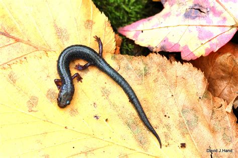 Red Black Salamander